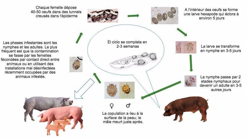 Gale sarcoptique porcine : situation actuelle - Articles - 3trois3, Le ...