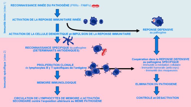 Le système immunitaire et l'immunité : immunité humorale spécifique ...