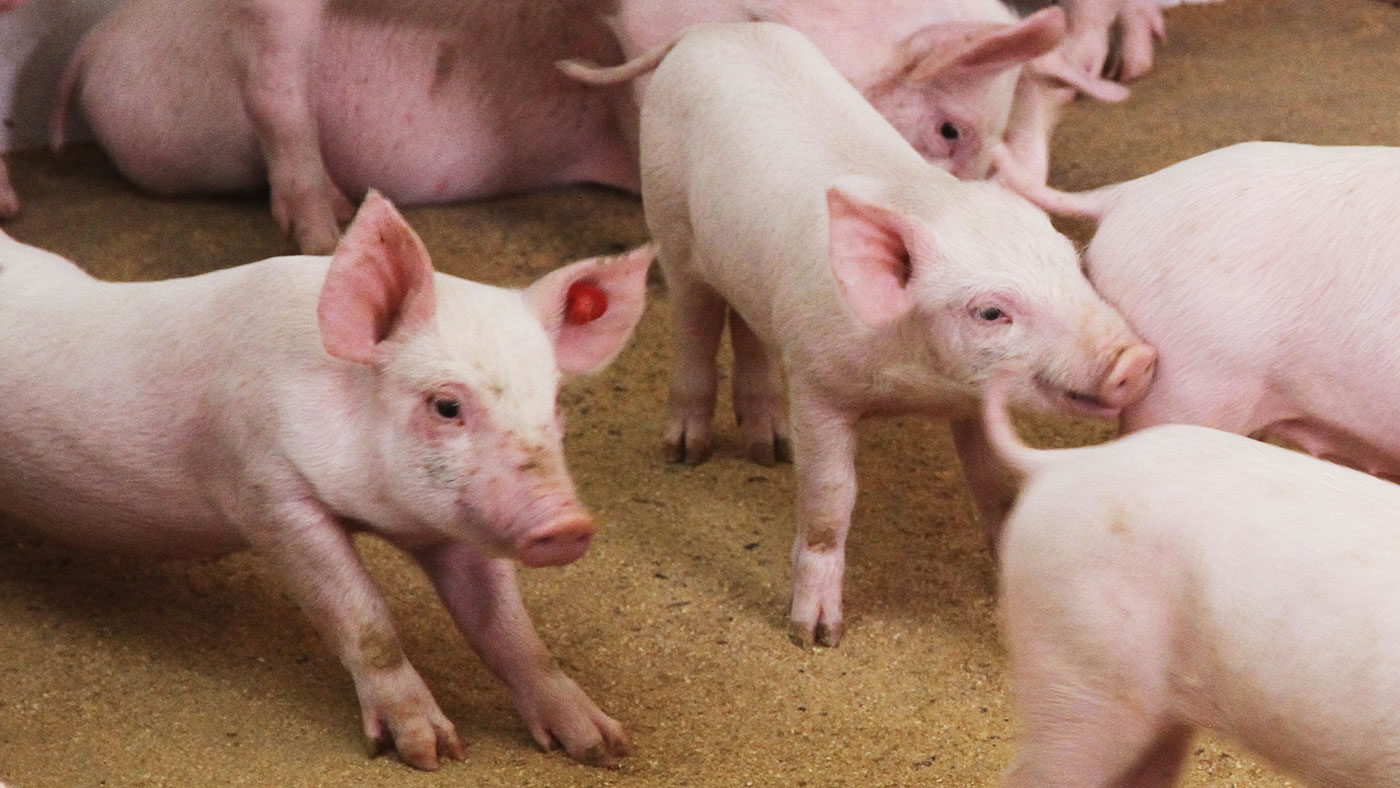 Elevages avec bonnes performances et faible usage d'antimicrobiens ...