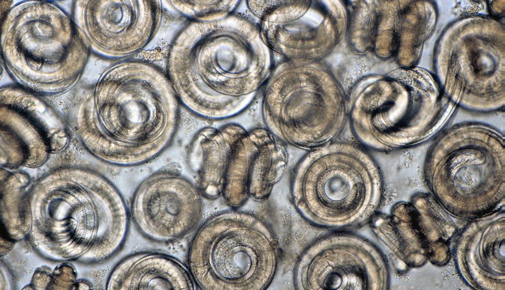 UE : nouvelles sur le contrôle des trichines - Nouvelles - 3trois3, Le ...