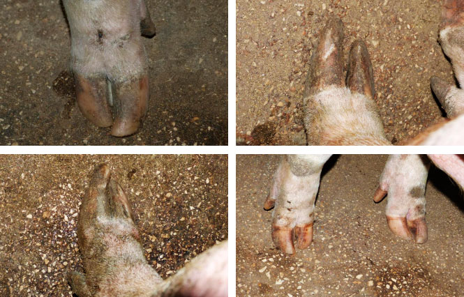 Cage accouplable au tracteur pour le soin des sabots - Articles ...