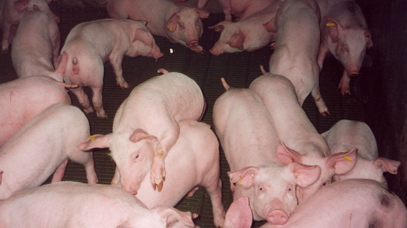 Canada: nouvelle agence de promotion et recherche sur la viande porcin ...