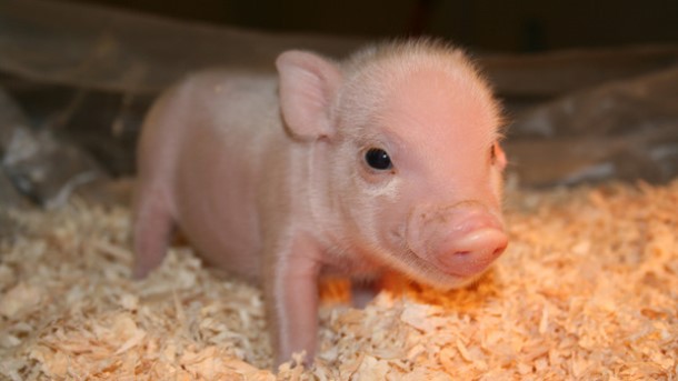 Comment augmenter la quantité de colostrum pour les porcelets ...