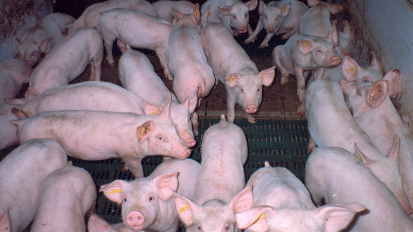 La filière porcine belge restera considérée comme en crise - Nouvelles ...