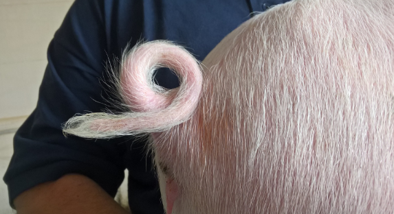 Le Danemark va renforcer les contrôles sur la caudectomie des porcs ...