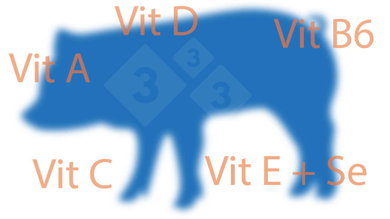 Rôle des vitamines dans la réponse immunitaire chez les porcelets - Articles - 3trois3, Le site ...
