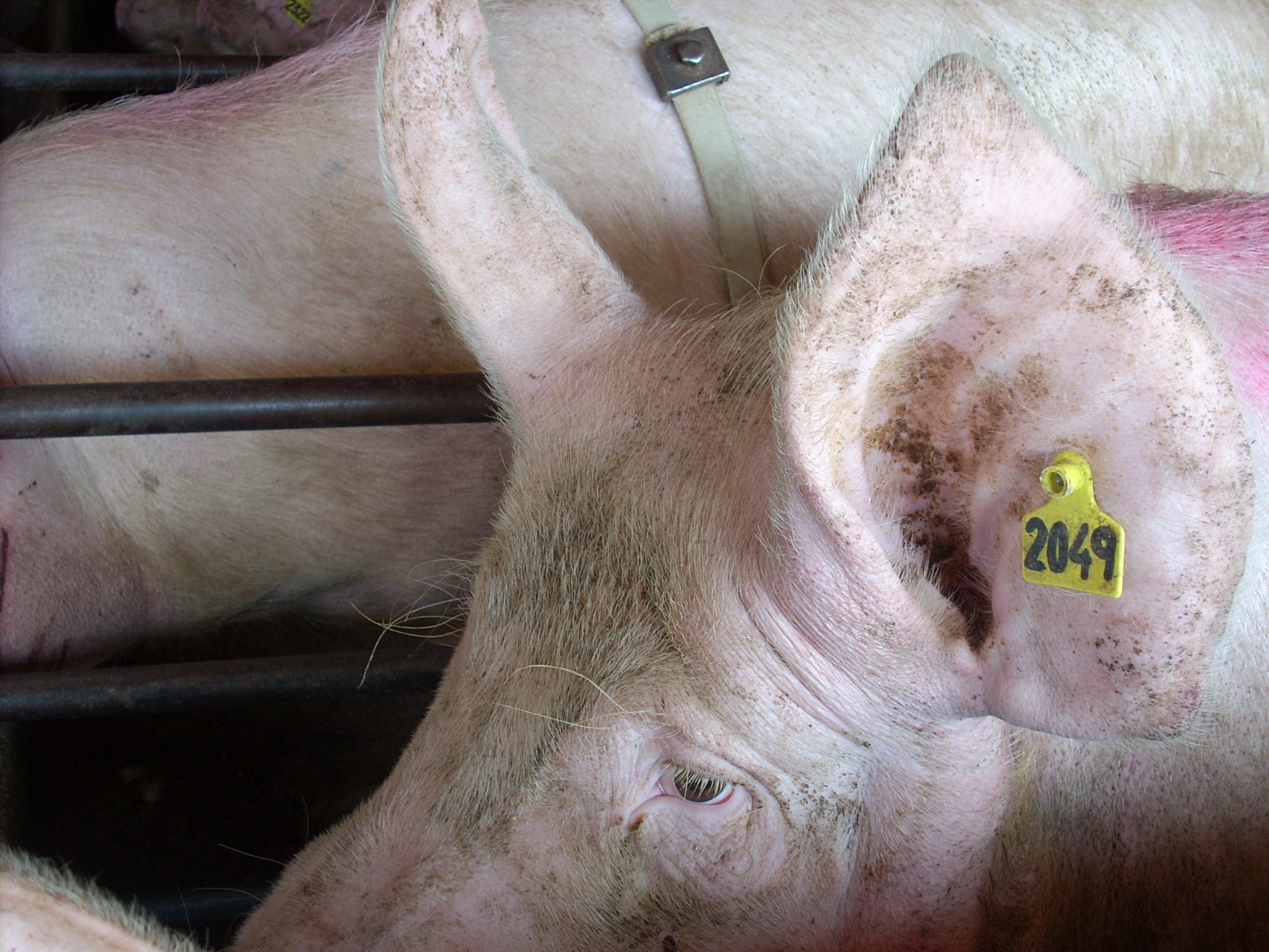 La CE approuve l'aide allemande pour le bien-être des porcs - Nouvelles ...