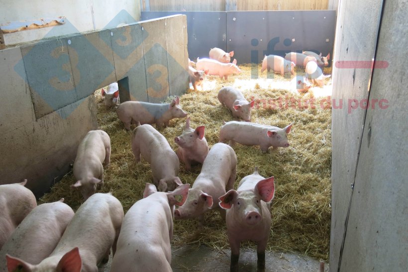 Organiser différentes zones de vie pour les porcs en engraissement ...