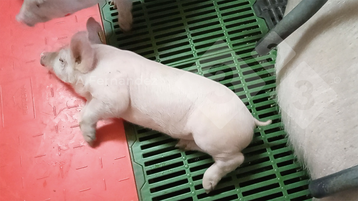 Lutte contre les streptococcies dans un élevage de production ...