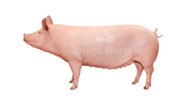 Génétique et Reproduction - 3trois3, Le site de la filière porc
