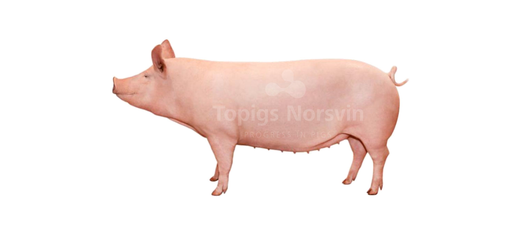 Reproductrices Topigs Norsvin. Points clés de la conduite - Articles - 3trois3, Le site de la ...