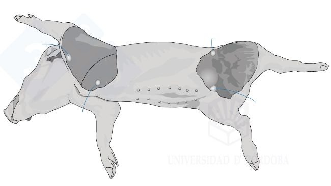 Home - 3trois3, Le site de la filière porc