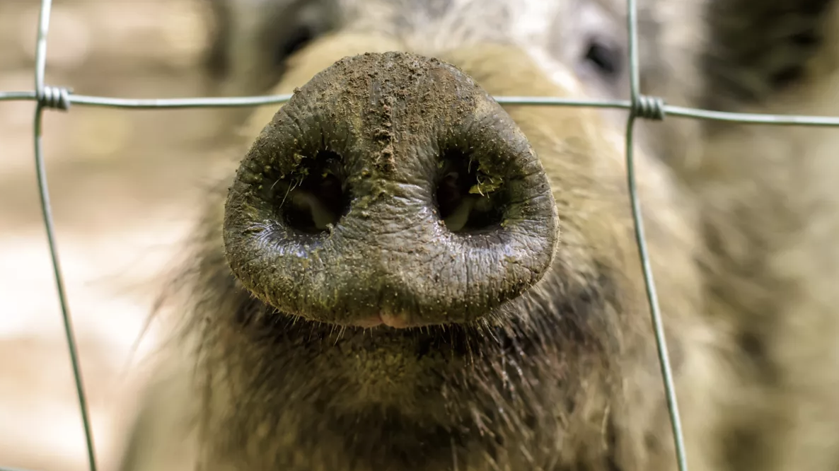 Les clôtures ne suffisent pas à contrôler la propagation de la PPA ...