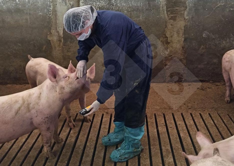 Contrôle de l’ambiance et du microclimat pour le bien-être des porcs - Articles - 3trois3, Le ...