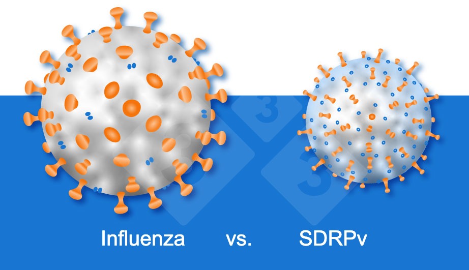 Grippe et virus du SDRP : similitudes, différences et interactions ...